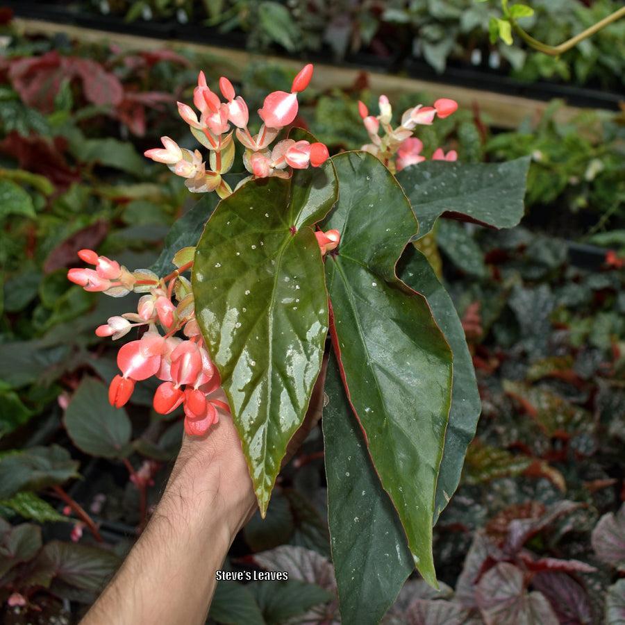 Photo of the entire plant of Begonia 'Harmony's Fireball' posted by ...