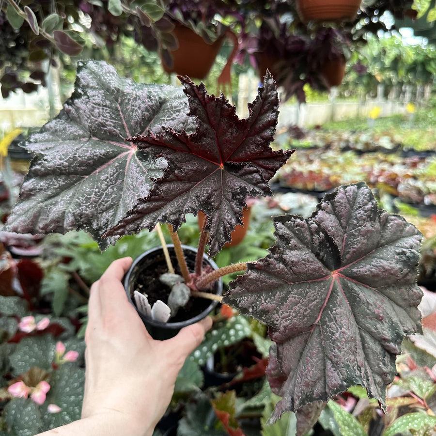 Begonia 'Steve's Leaves Blizzard Bloom' in the Begonias Database ...