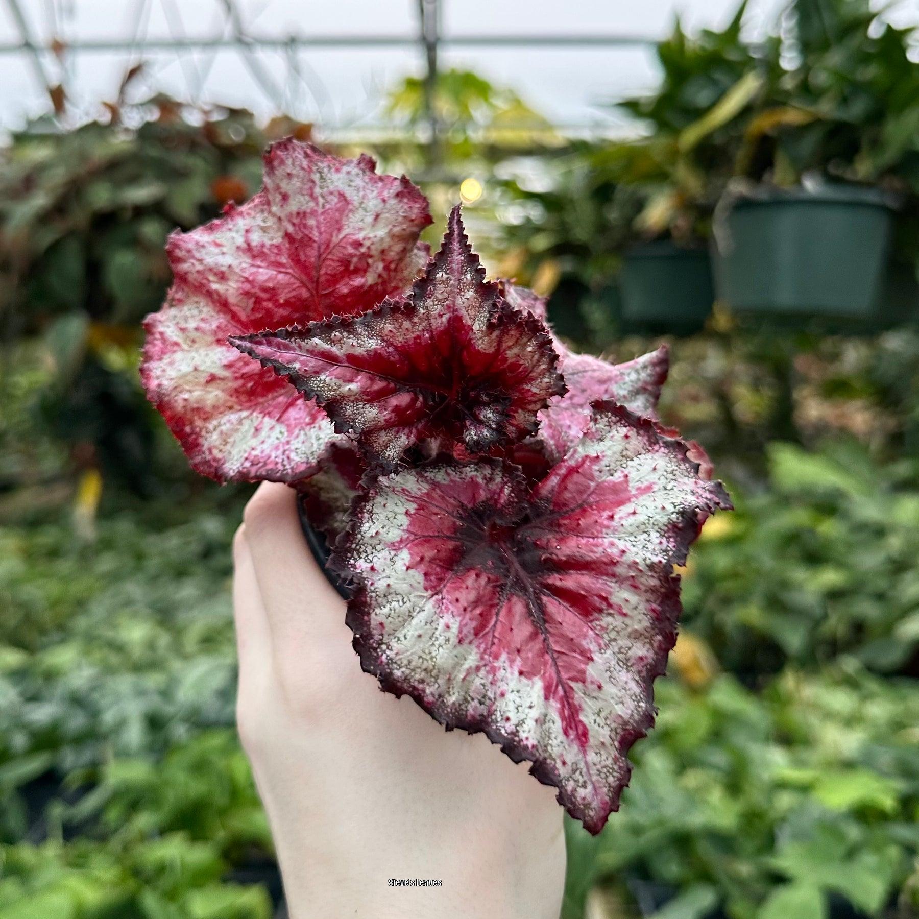 Photo of the leaves of Begonia 'Harmony's Taste Of Poison' posted by ...