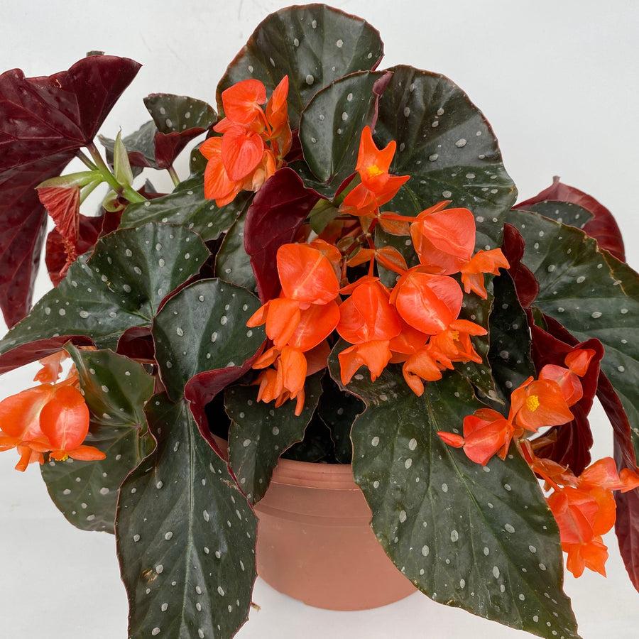 Begonia 'Harmony's Aurora' in the Begonias Database - Garden.org