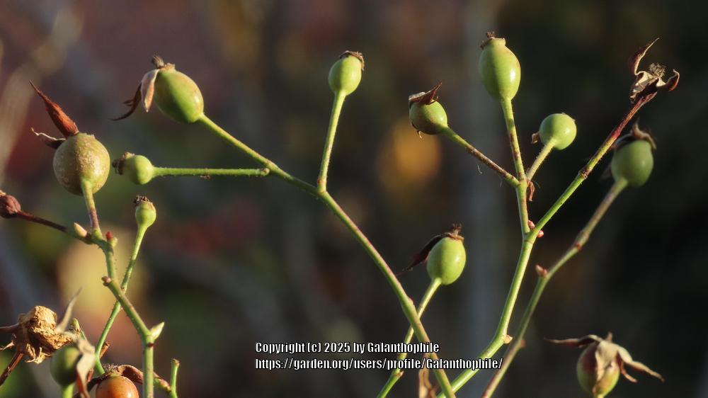 Photo of the seed pods or heads of Shrub Rose (Rosa 'Bonica') posted by ...