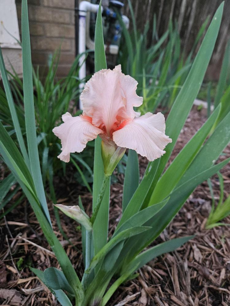 Tall Bearded Iris (Iris 'Kenzi's Hope') in the Irises Database - Garden.org