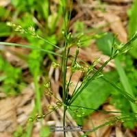Photo of the entire plant of Slender Rush (Juncus tenuis) posted by ...