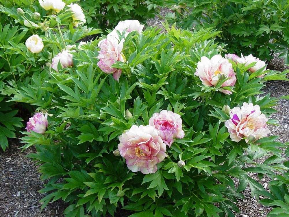 Photo of the entire plant of Itoh Peony (Paeonia Garden Candy® Simply ...