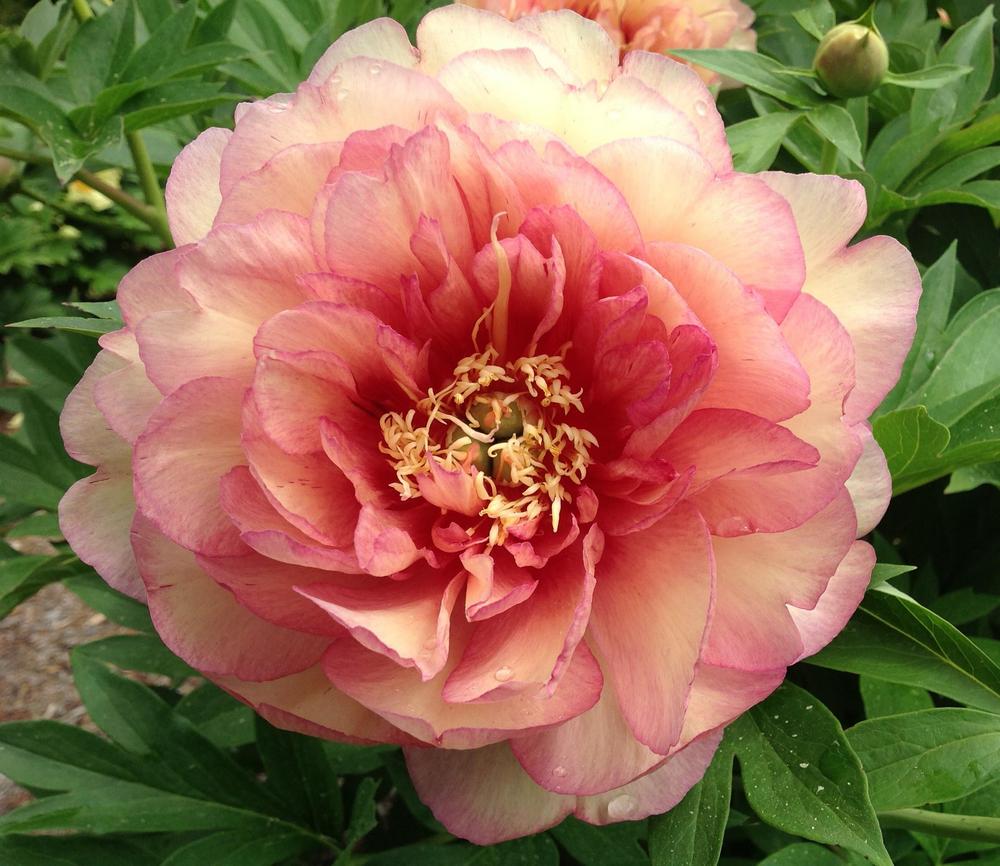 Itoh Peony (Paeonia Garden Candy® Simply Scrumptious) in the Peonies ...
