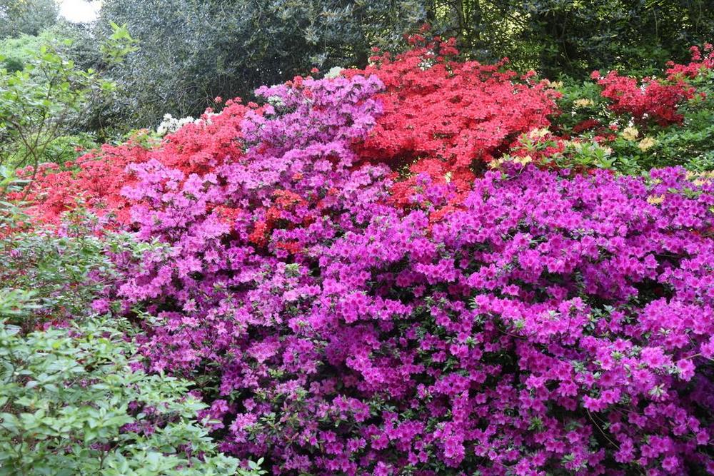 Photo of the entire plant of Rhododendron 'Purple Splendour' posted by ...