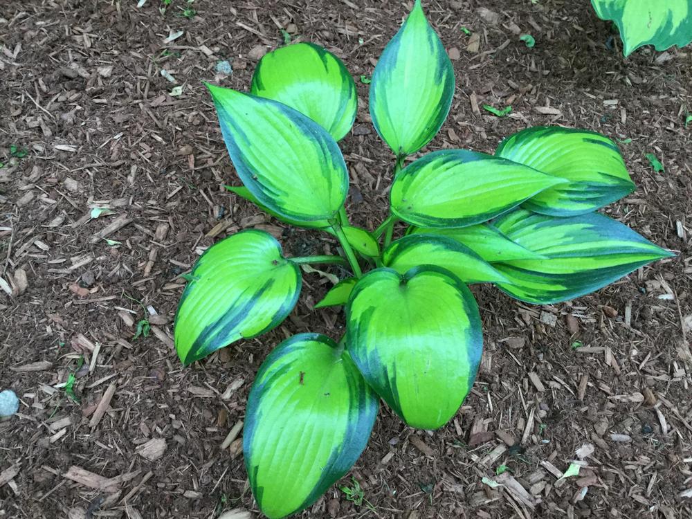 Photo of the entire plant of Hosta 'Justine' posted by robertduval14 ...
