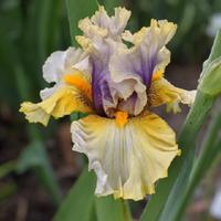 Photo of the bloom of Tall Bearded Iris (Iris 'Secret Rites') posted by ...