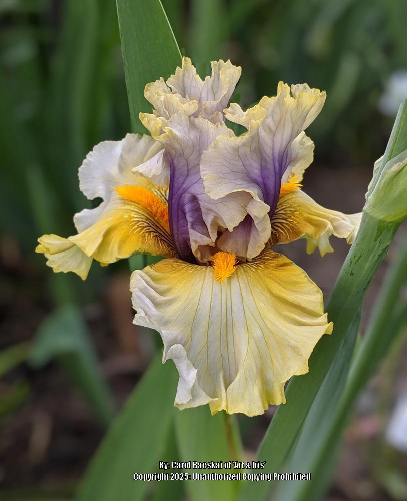 Newsletter for May 31st, 2025