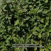 Photo of the leaves of Lesser Knotweed (Koenigia campanulata) posted by ...