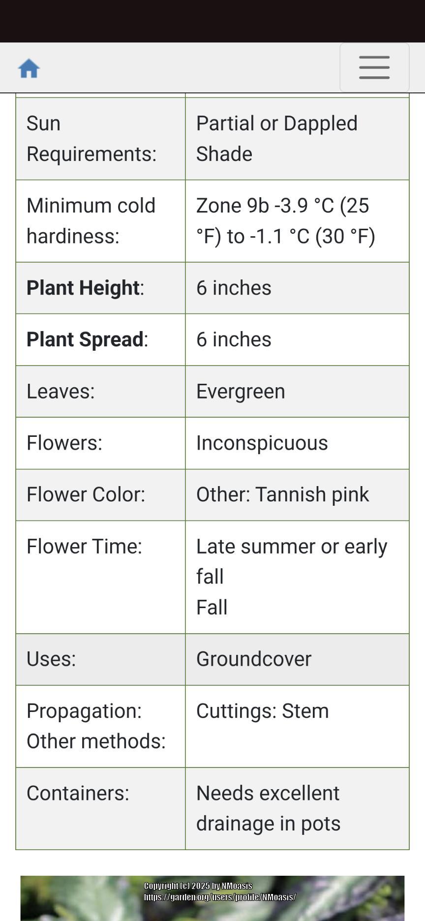 Rainbow Vine in the Ask a Question forum - Garden.org