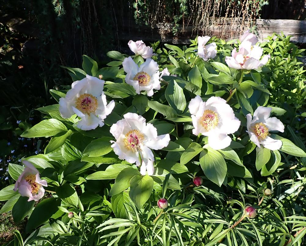 Peony (Paeonia 'Rose Crystal') in the Peonies Database - Garden.org