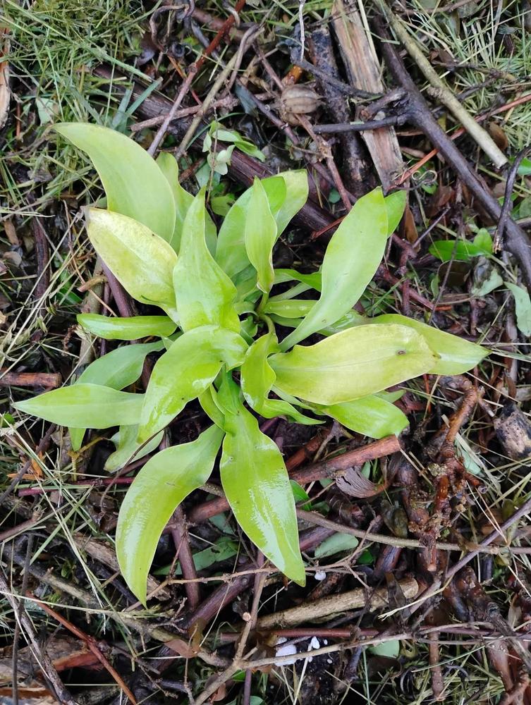 "Gravity Rocks" or "Ripple Effect"? in the Hostas forum - Garden.org