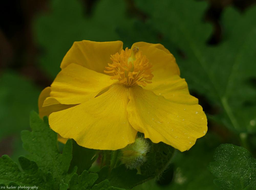 Photo of the bloom of Celandine Poppy (Stylophorum diphyllum) posted by ...