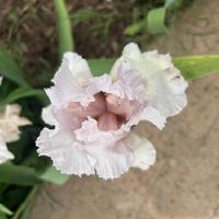 Photo of the bloom of Tall Bearded Iris (Iris 'Paris Fashion') posted ...
