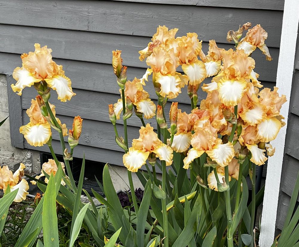 Photo of the entire plant of Tall Bearded Iris (Iris 'Barbara My Love') posted by imnotmike ...
