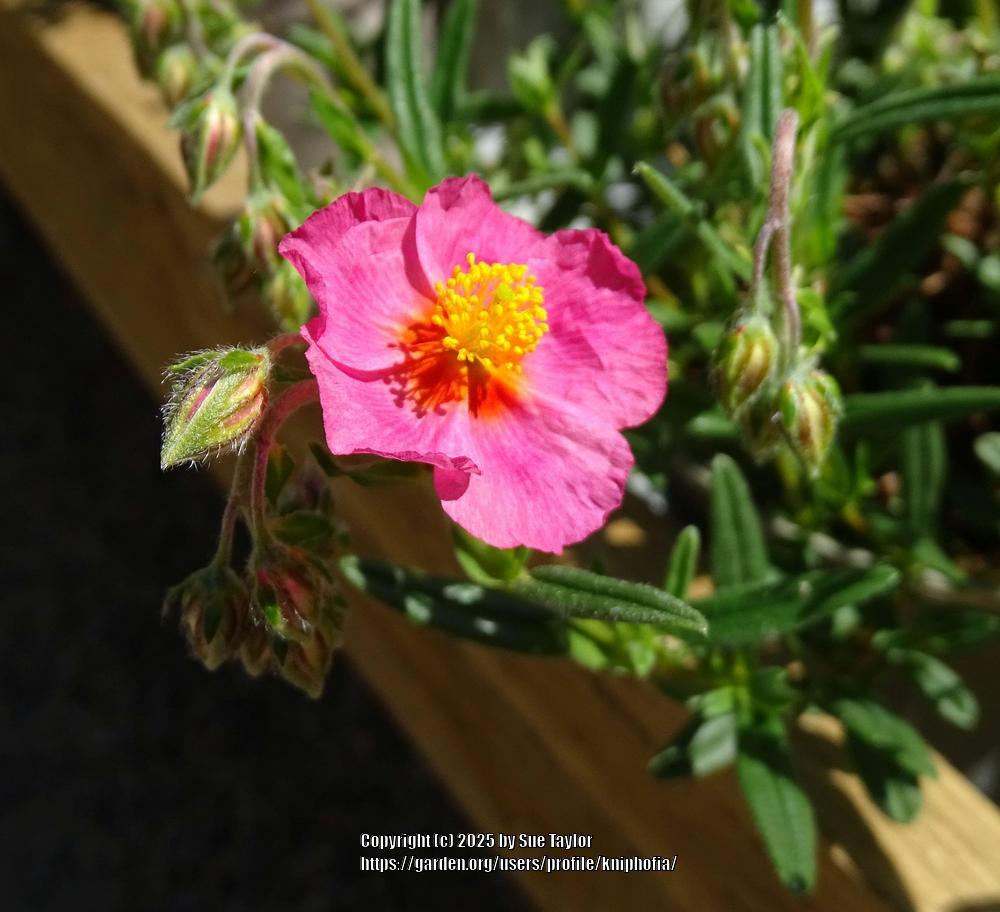 Photo of the bloom of Rock Rose (Helianthemum 'Ben Ledi') posted by ...