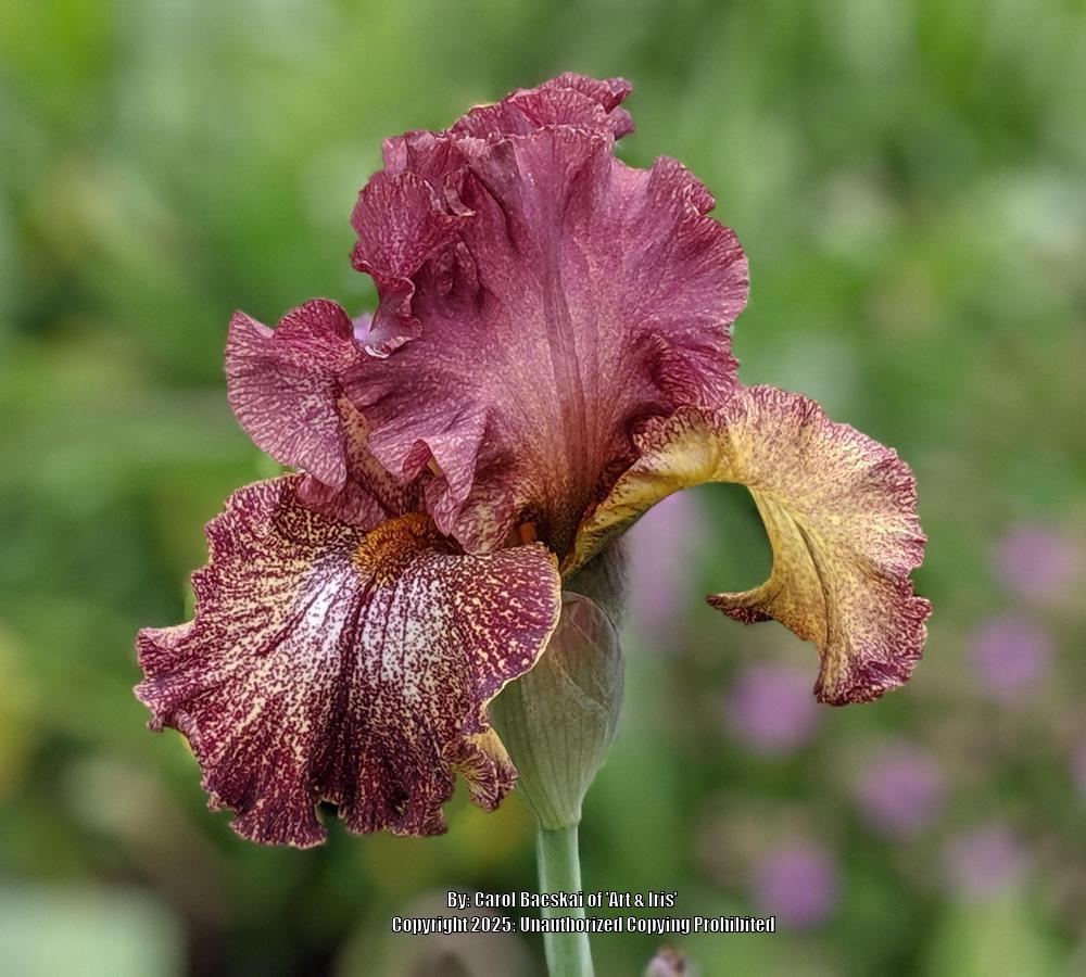 Tall Bearded Iris (Iris 'Dot Matrix') in the Irises Database - Garden.org