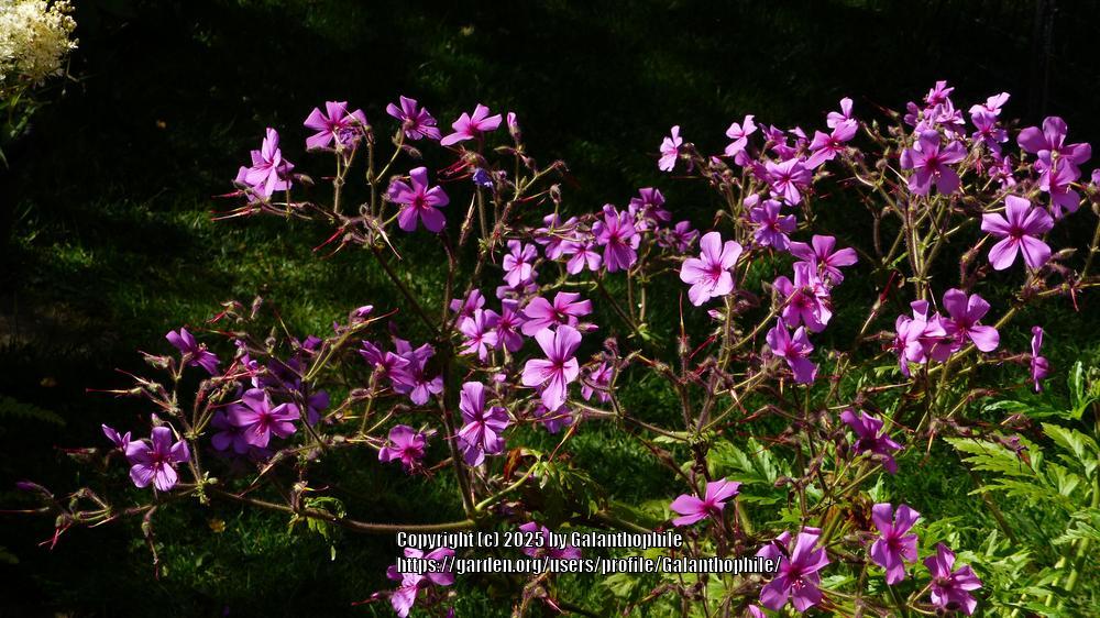 Canary Island Geranium (Geranium palmatum) in the Geraniums Database ...