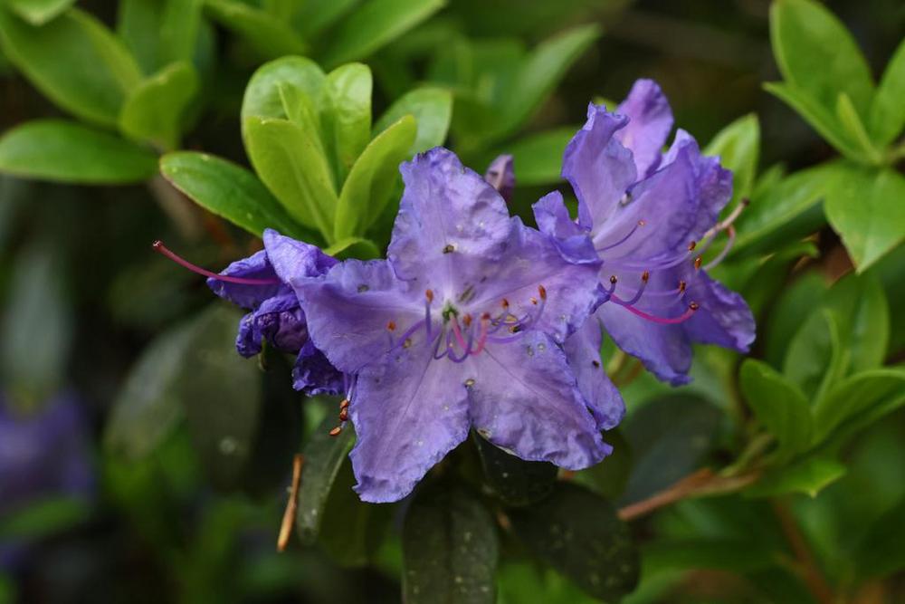 Photo of the bloom of Rhododendron 'Bluebird' posted by RuuddeBlock ...