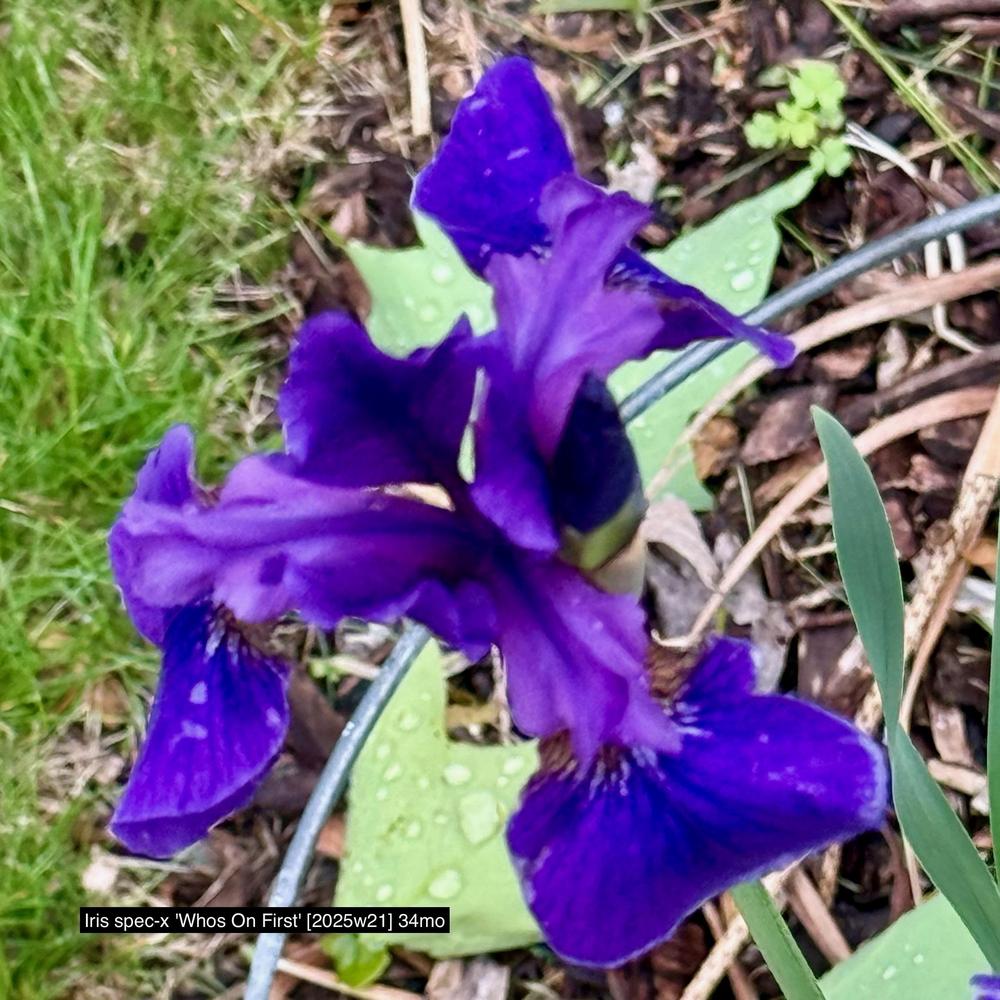Photo of the bloom of Species X Iris (Iris 'Who's on First') posted by ...