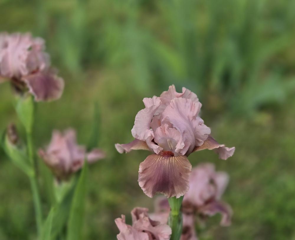 Intermediate Bearded Iris (Iris 'Go Chloe') in the Irises Database ...
