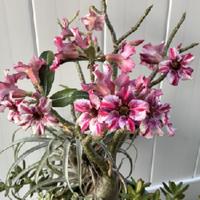 Photo of the entire plant of Desert Rose (Adenium obesum 'Tavee Sap ...