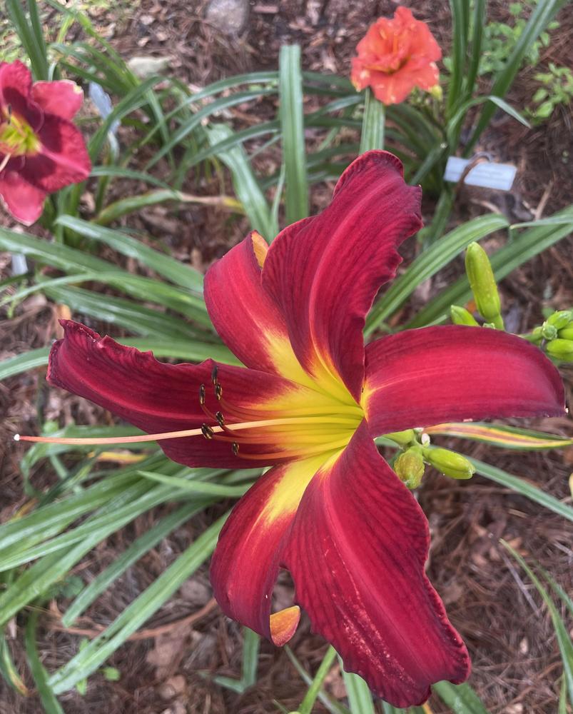 Photo of the bloom of Daylily (Hemerocallis 'Spider Man') posted by ...