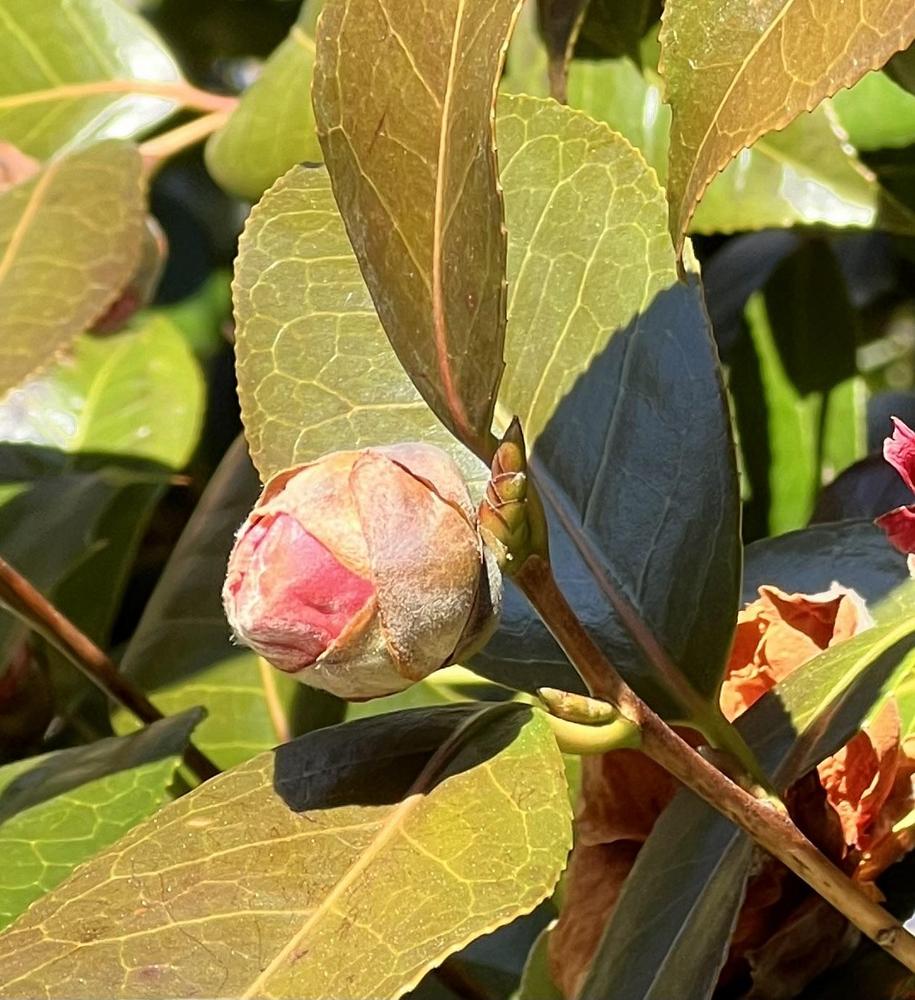 Photo of the closeup of buds, sepals and receptacles of Camellia ...