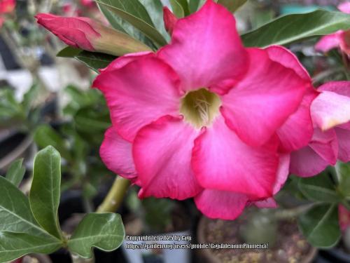 Victory Seeds Adenium (Double/Multi-Petals Blooms) in the Adeniums ...