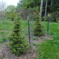 Photo of the entire plant of Florida Torreya (Torreya taxifolia) posted ...