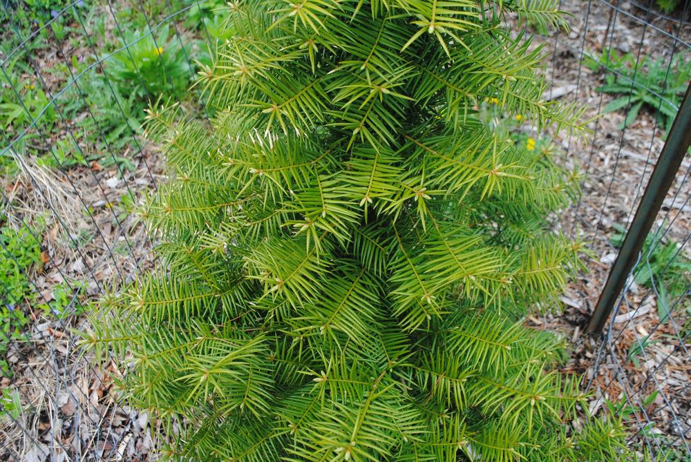 Photo of the leaves of Florida Torreya (Torreya taxifolia) posted by ...