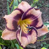 Daylily (Hemerocallis 'Adamas') in the Daylilies Database - Garden.org