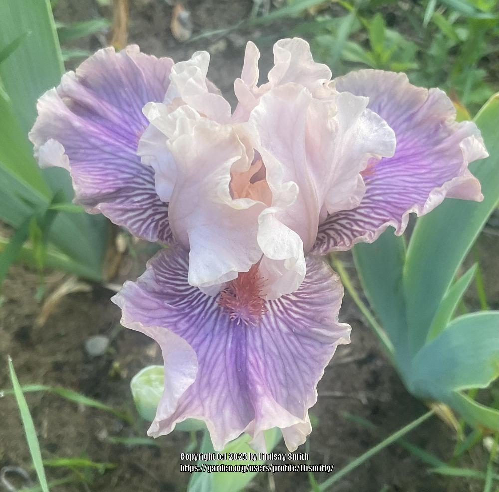 Intermediate Bearded Iris (Iris 'Starting Line') in the Irises Database ...
