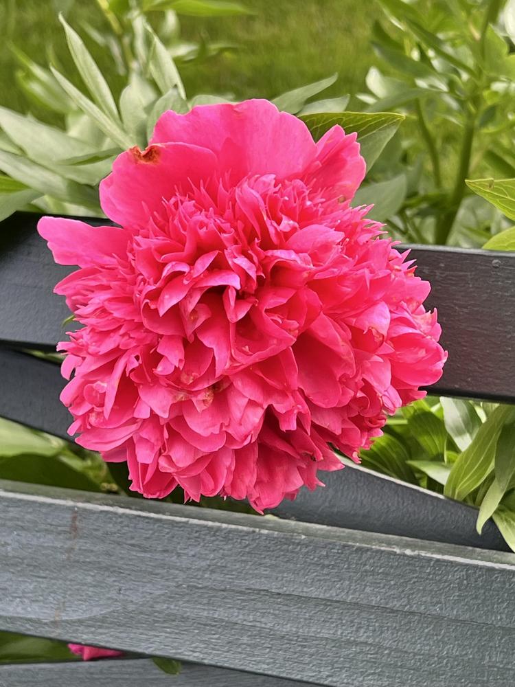 Photo of the bloom of Peony (Paeonia 'Angelo Cobb Freeborn') posted by ...