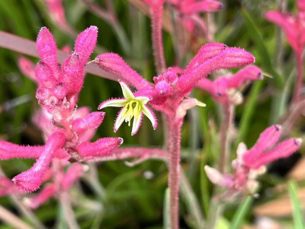 Photo of the bloom of Kangaroo Paw (Anigozanthos manglesii 'Kanga Pink ...