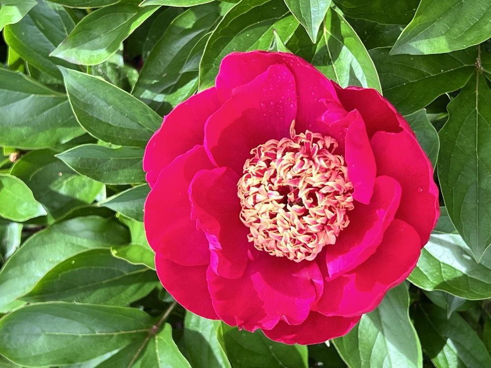 Photo of the bloom of Peony (Paeonia lactiflora 'Barrington Belle') posted by bxncbx - Garden.org