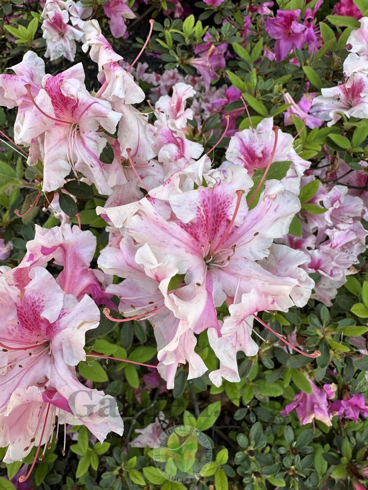 Photo of the bloom of Southern Indica Hybrid Azalea (Rhododendron ...