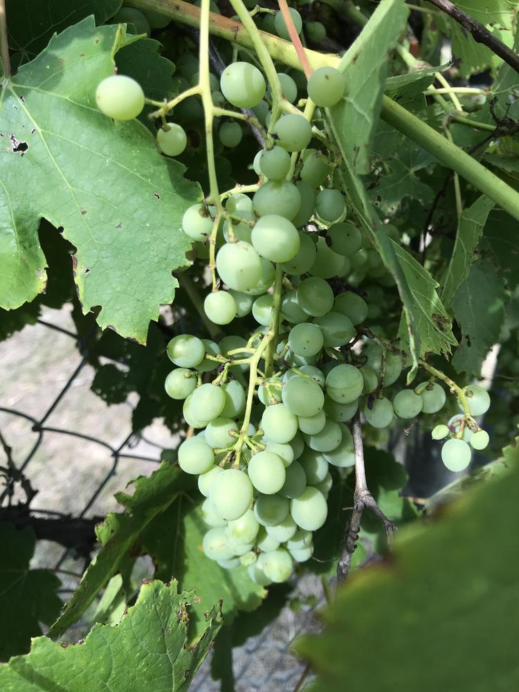 Photo of the fruit of Seedless Grape (Vitis 'Canadice') posted by ...