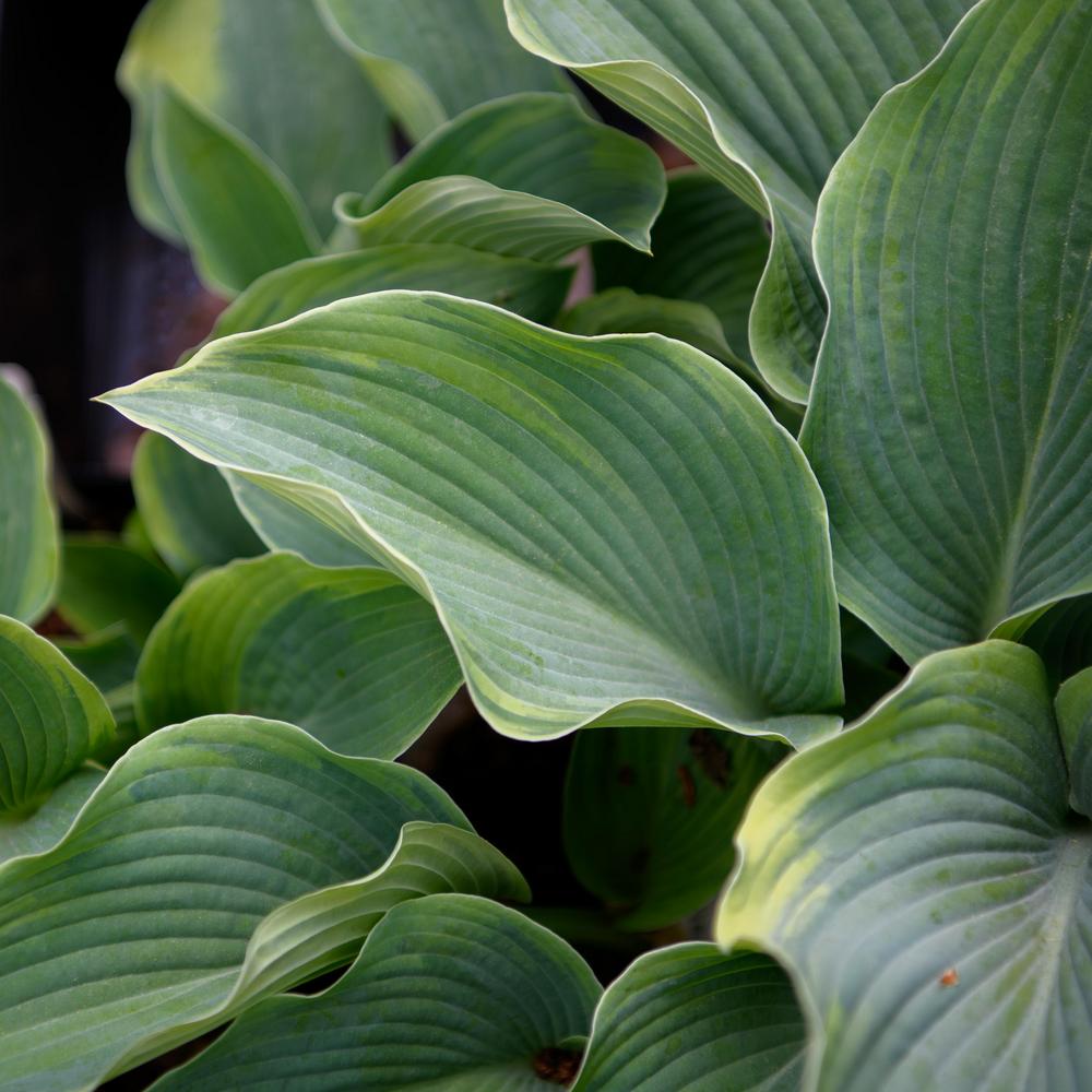 Photo of the entire plant of Hosta 'Blue River' posted by ljones88 ...