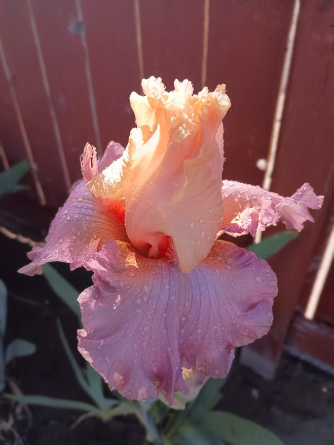 Tall Bearded Iris (Iris 'Tropical Delight') in the Irises Database ...