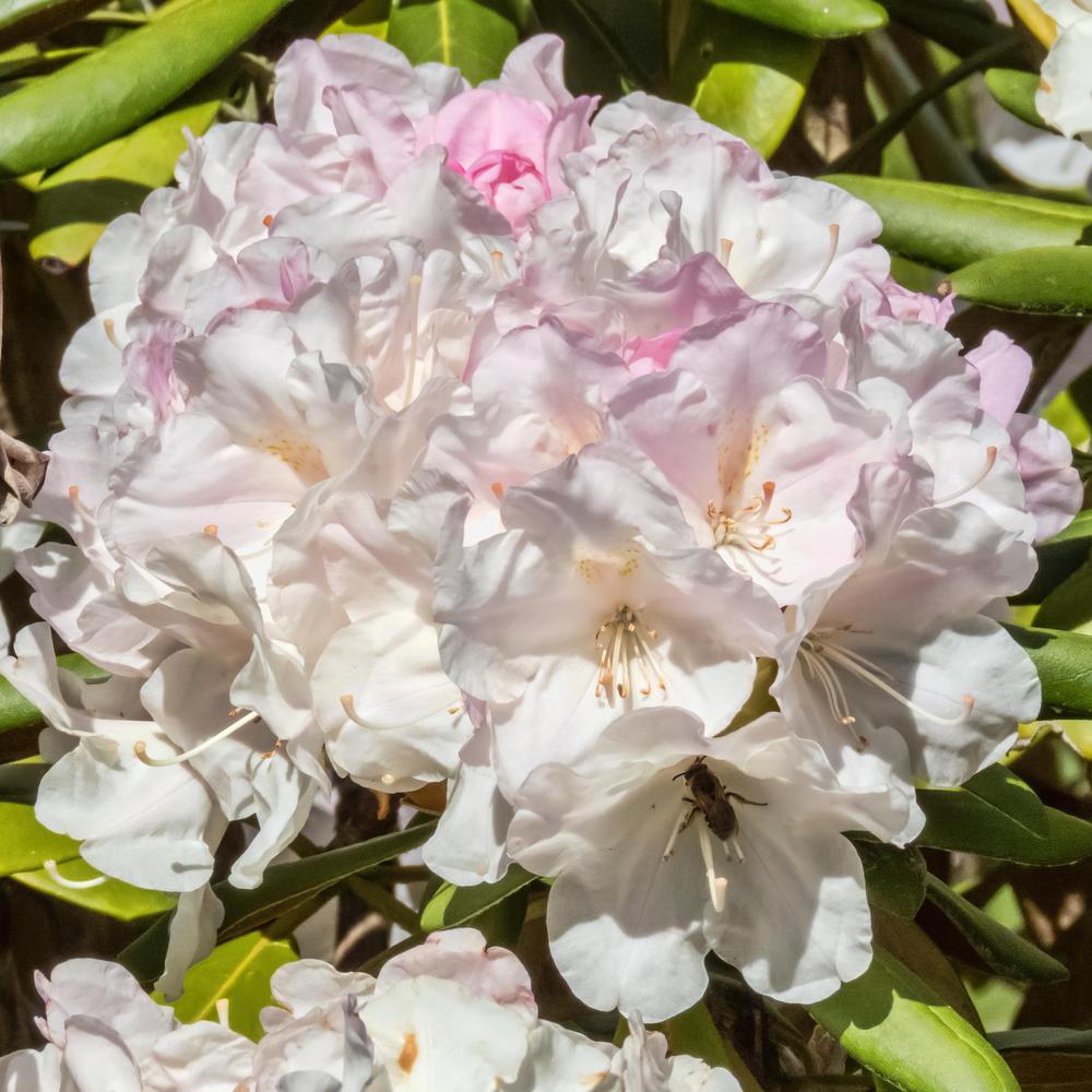 Photo of the bloom of Rhododendron 'Yaku King' posted by arctangent ...