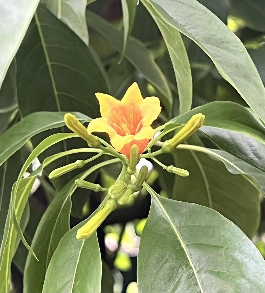 Bahama Firebush (Hamelia cuprea) - Garden.org