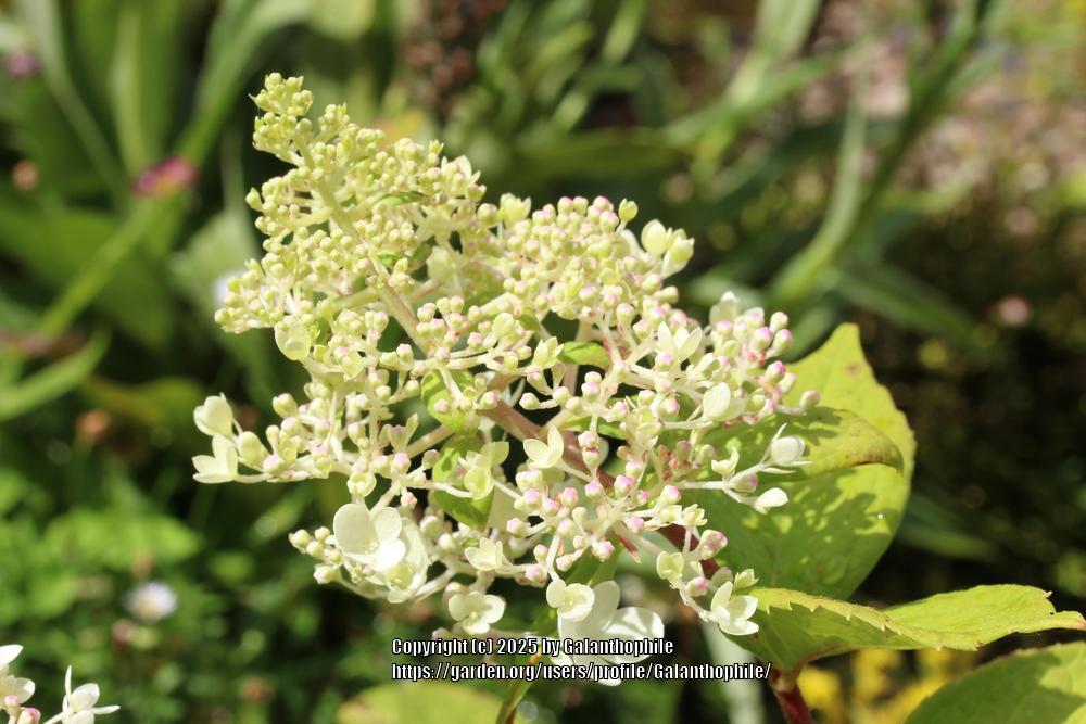 Photo of the closeup of buds, sepals and receptacles of Panicle ...