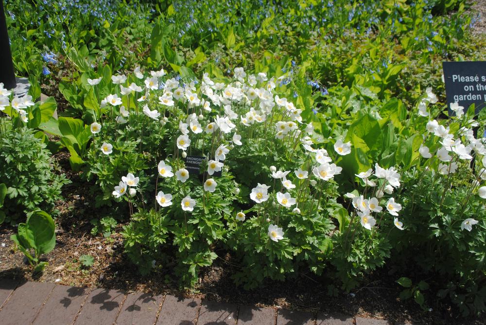 Photo of the entire plant of Snowdrop Anemone (Anemone sylvestris ...