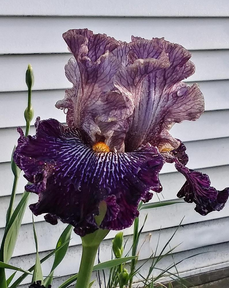 Lyn's 2025 Iris Adventure in the Irises forum - Garden.org