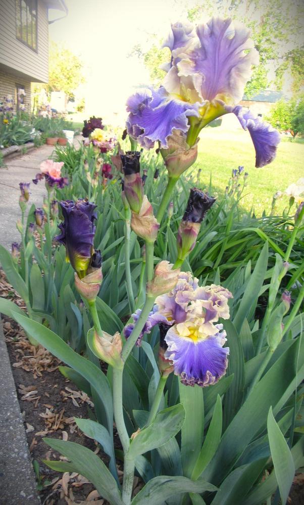 Photo of the entire plant of Tall Bearded Iris (Iris 'Moonglint') posted by tveguy3 - Garden.org
