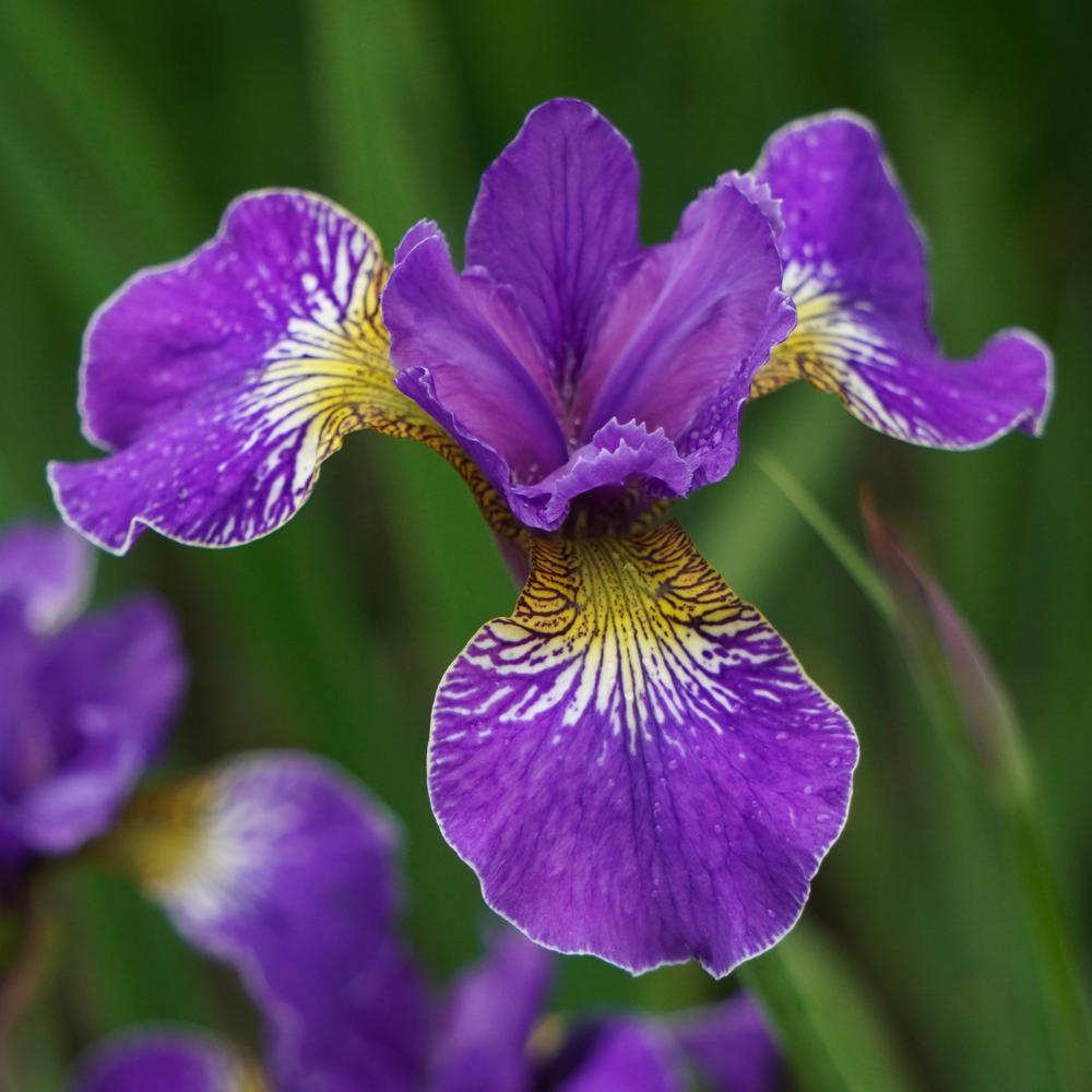 Photo of the bloom of Species X Iris (Iris 'Strong Personality') posted ...