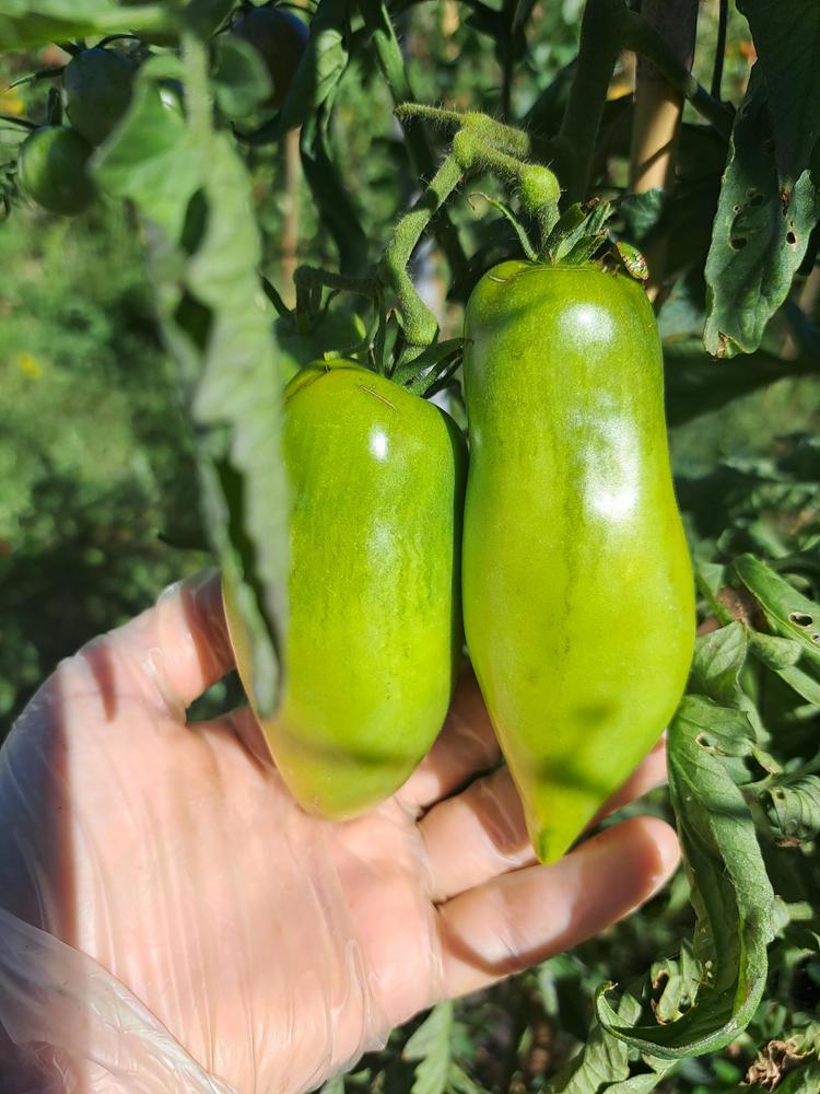 Photo of the fruit of Tomato (Solanum lycopersicum 'Andine Cornue ...