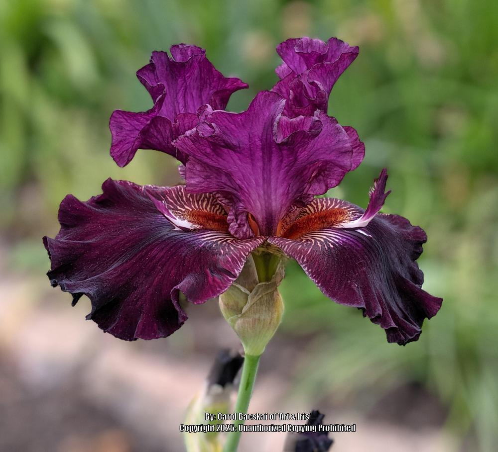 Tall Bearded Iris (Iris 'White Line Dance') in the Irises Database ...